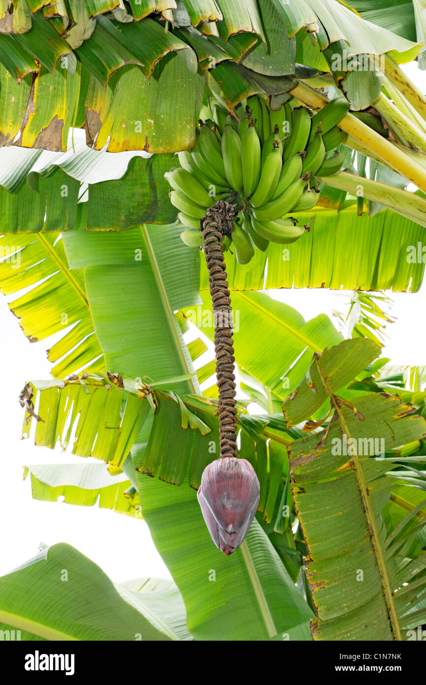 Banana Trees Kona Hawaii Pacific Ocean Stock Photo - Alamy