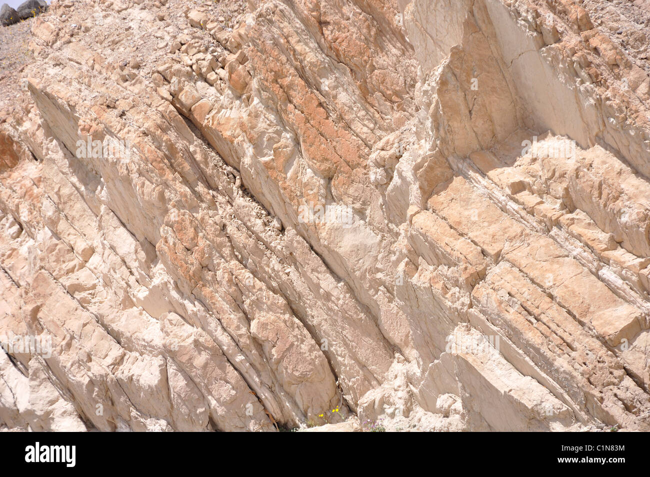Petrified rose hi-res stock photography and images - Alamy