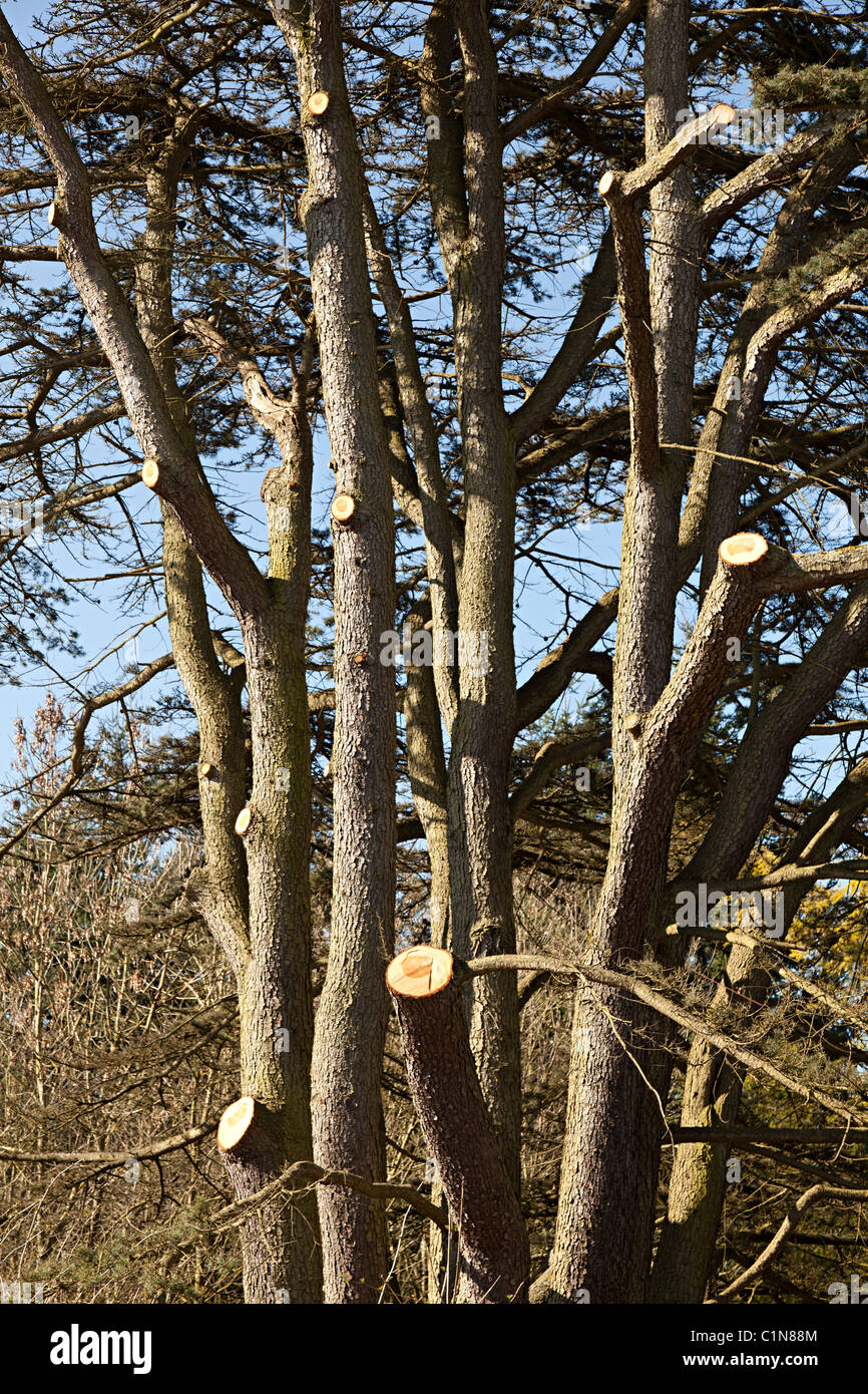 Branches Stock Photos & Branches Stock Images - Alamy