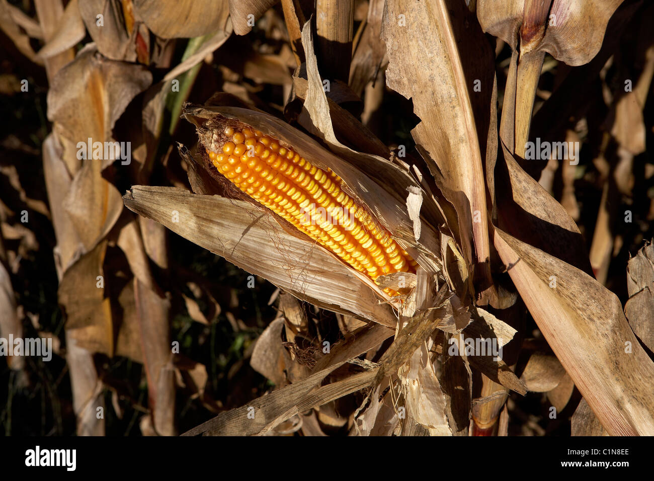 Ear Maize. LLeida. Spain Stock Photo - Alamy