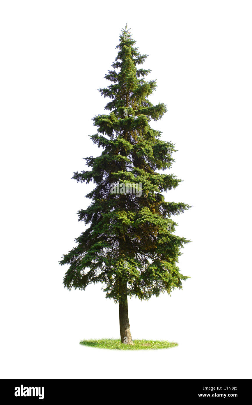 Giant spruce tree isolated on white background Stock Photo - Alamy
