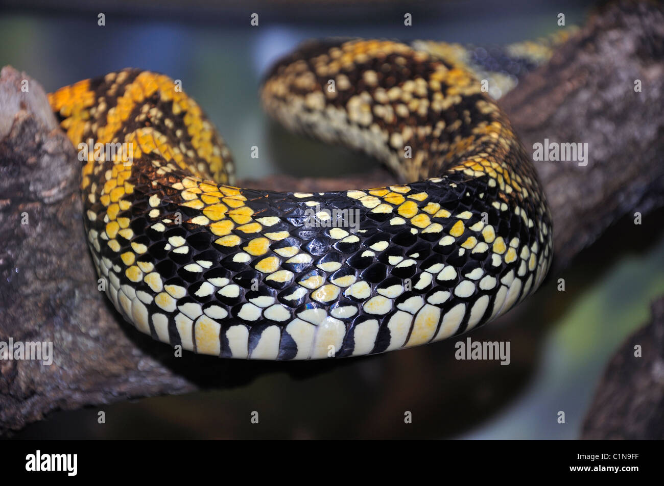 Tiger rat snake spilotes pullatus hi-res stock photography and images ...