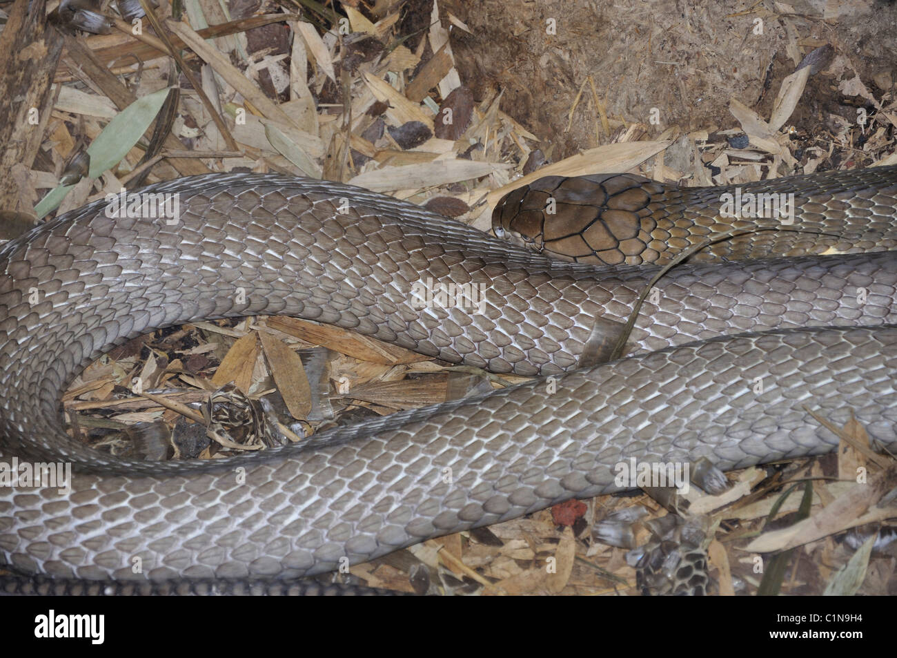 Snake skin body hi-res stock photography and images - Alamy