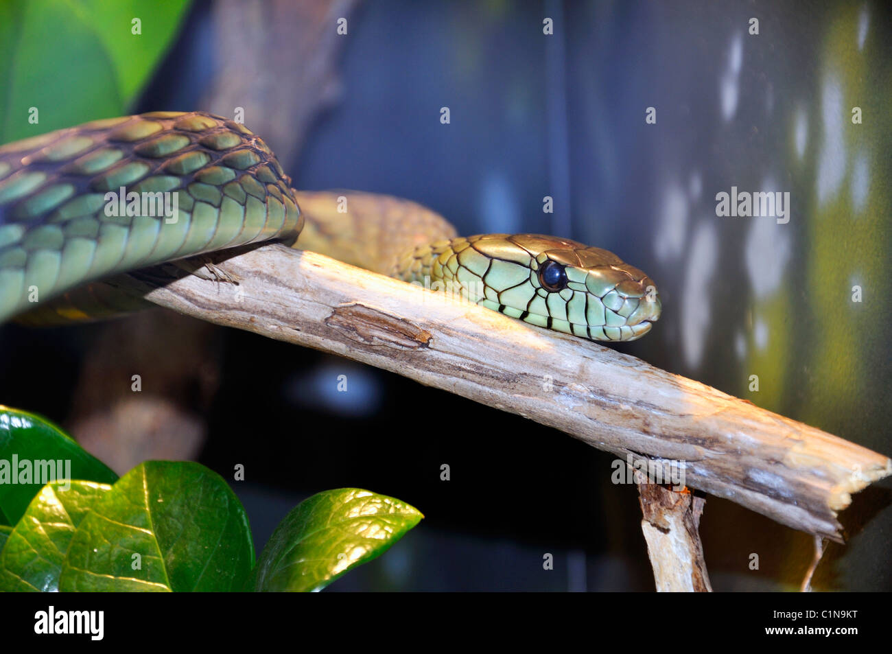 Snake serpentarium herpetarium terrarium head hi-res stock photography ...