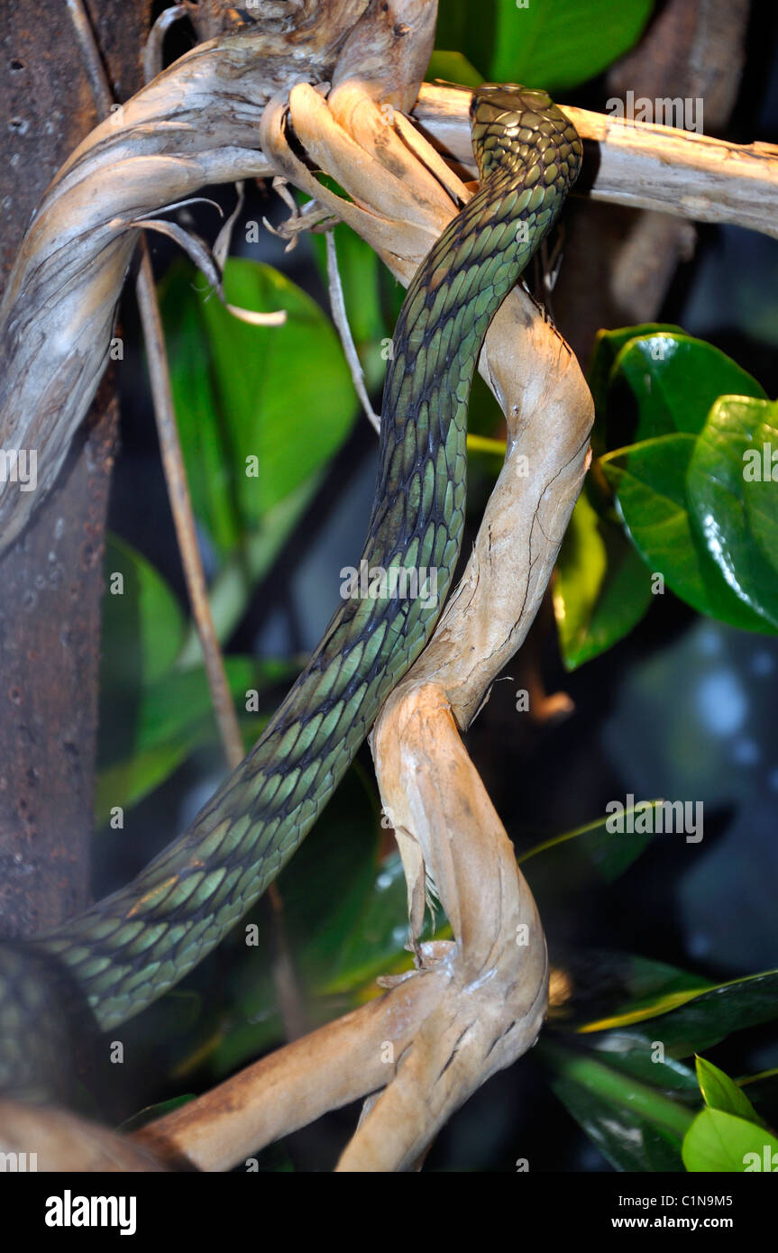 Terrarium snake hi-res stock photography and images - Alamy