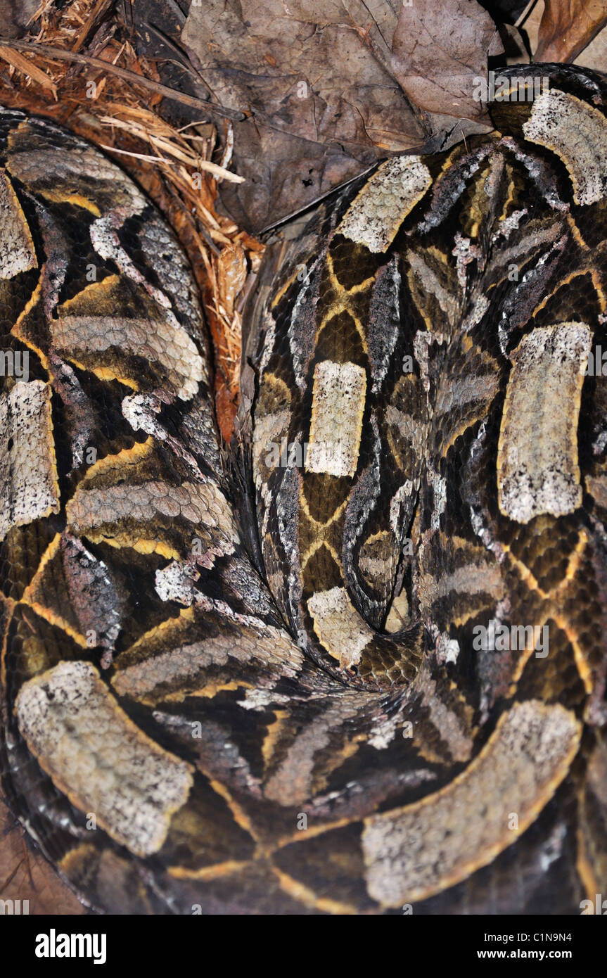 Gabon Viper High Resolution Stock Photography and Images - Alamy