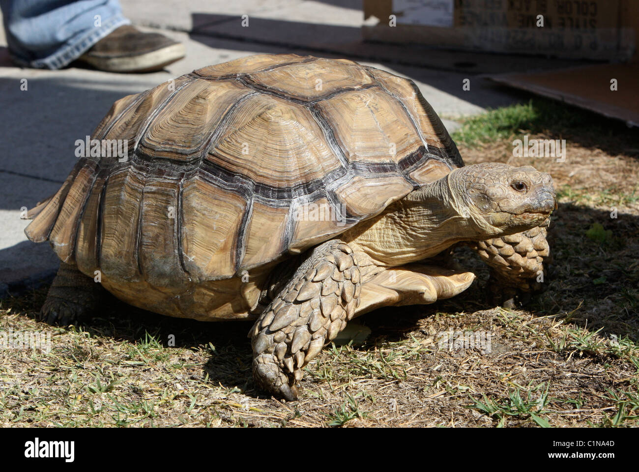 SLOW GET AWAY! A Los Angeles pet tortoise made a 'dash' for it on ...