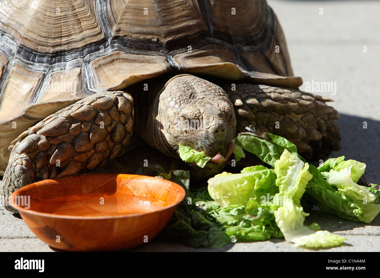 SLOW GET AWAY! A Los Angeles pet tortoise made a 'dash' for it on ...