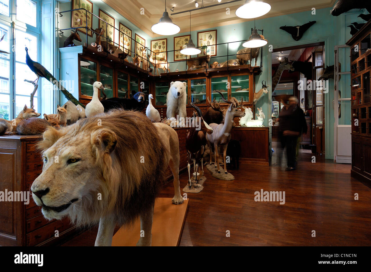 France, Paris, Maison Deyrolle (taxidermist) in Rue du bac Stock Photo ...