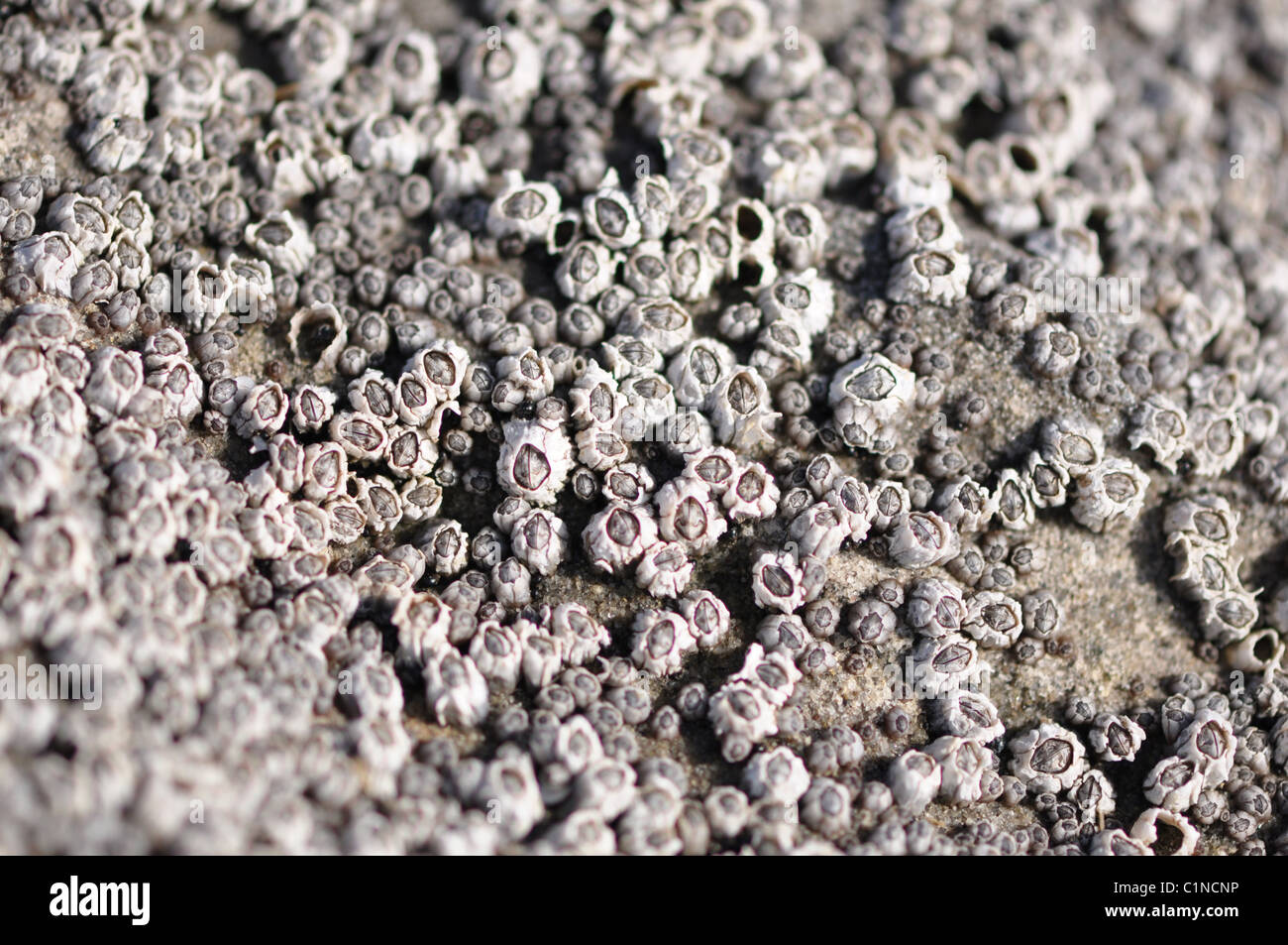 a group of acorn barnacles on a granite rock on a sunlit beach Stock ...