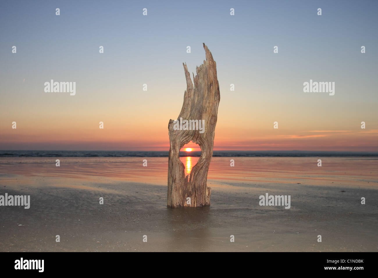 Driftwood log standing upright on beach, with natural central hole and ...