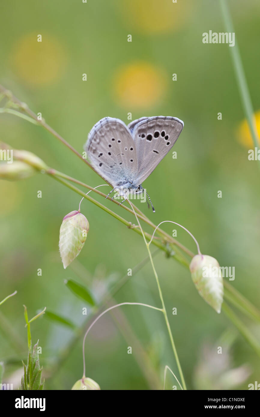Glaucopsyche melanops hi-res stock photography and images - Alamy