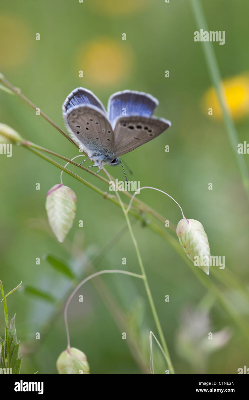 Black-Eyed Blue (Glaucopsyche melanops) butterfly, Extremadura, Spain ...