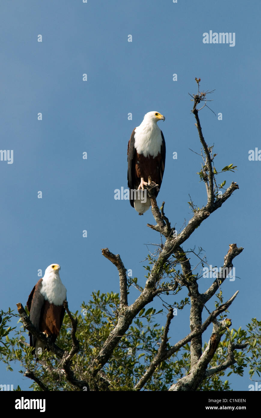Fish eagle pair hi-res stock photography and images - Alamy