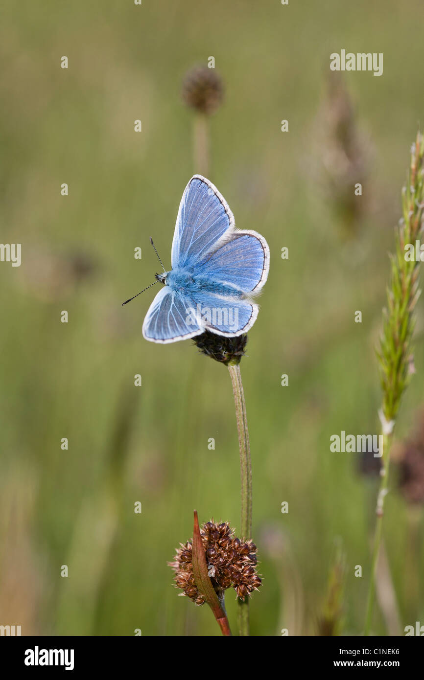 Polyommatus icarus hi-res stock photography and images - Alamy
