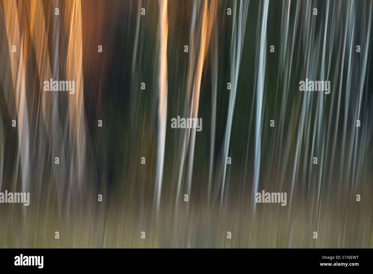 Abstract line of trees hi-res stock photography and images - Alamy