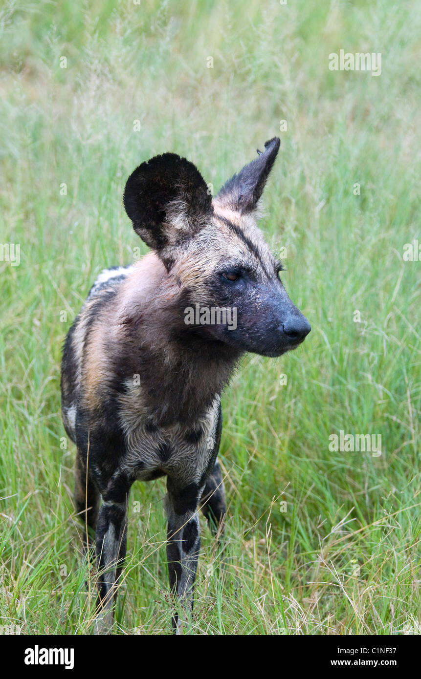 african wild dog,lycaon pictus,botswana Stock Photo - Alamy