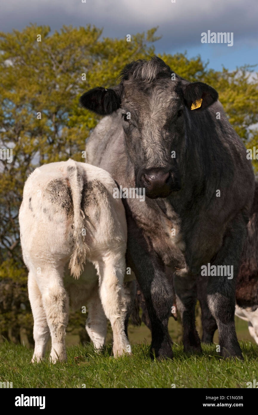 Pedigree British Blue beef cow with calf feeding Stock Photo - Alamy