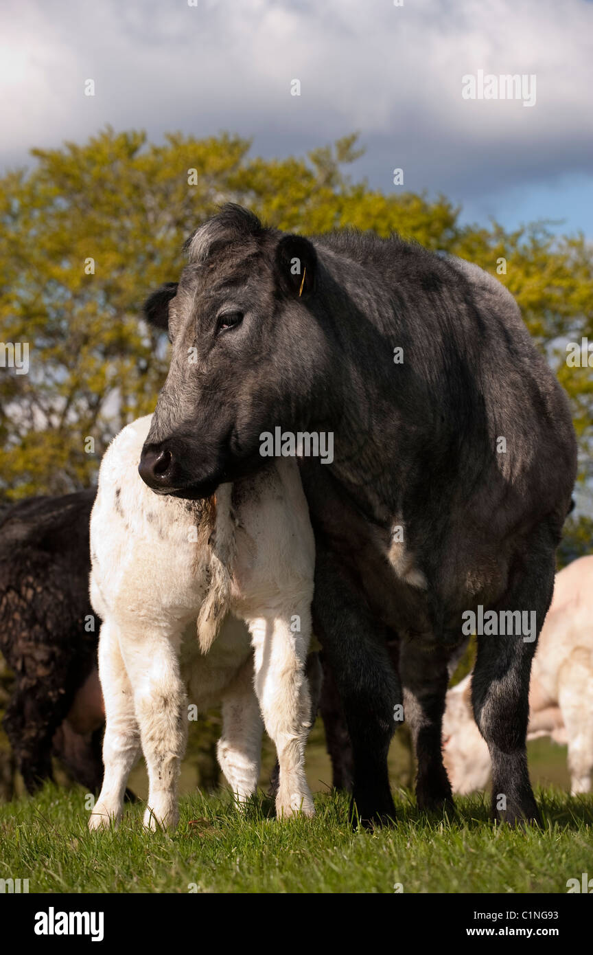 Animal beef cow feed feeding hi-res stock photography and images - Alamy