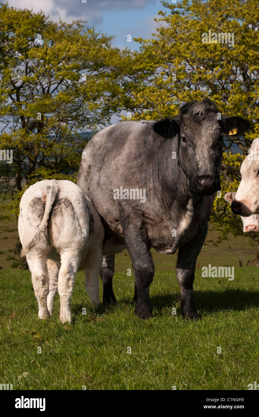 Pedigree British Blue beef cow with calf feeding Stock Photo - Alamy