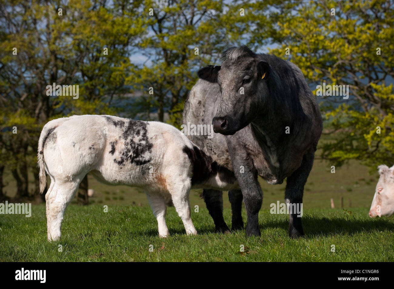 Pedigree british blue beef cow hi-res stock photography and images - Alamy