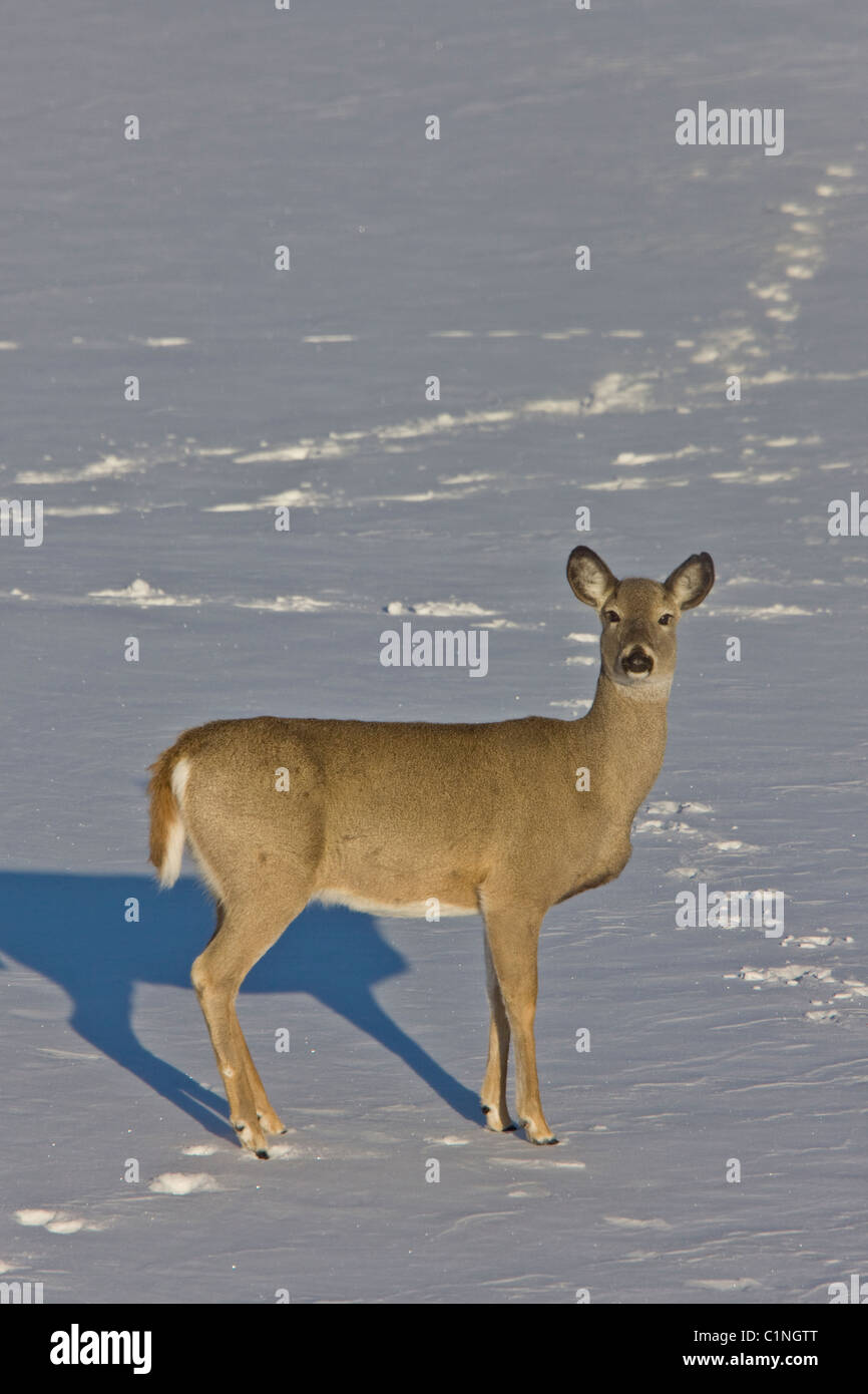 Whitetail Deer in Winter Saskatchewan Canada Cold freezing Stock Photo ...