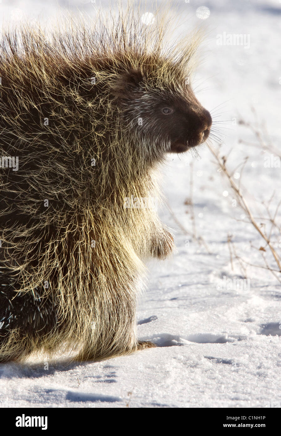 Porcupine claws hi-res stock photography and images - Alamy