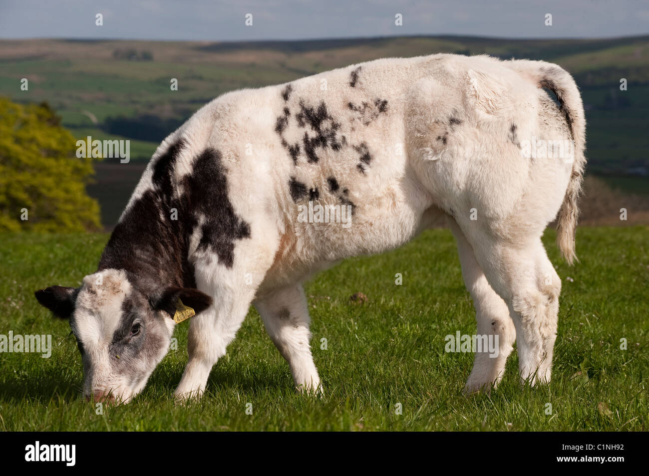 Pedigree british blue beef cow hi-res stock photography and images - Alamy