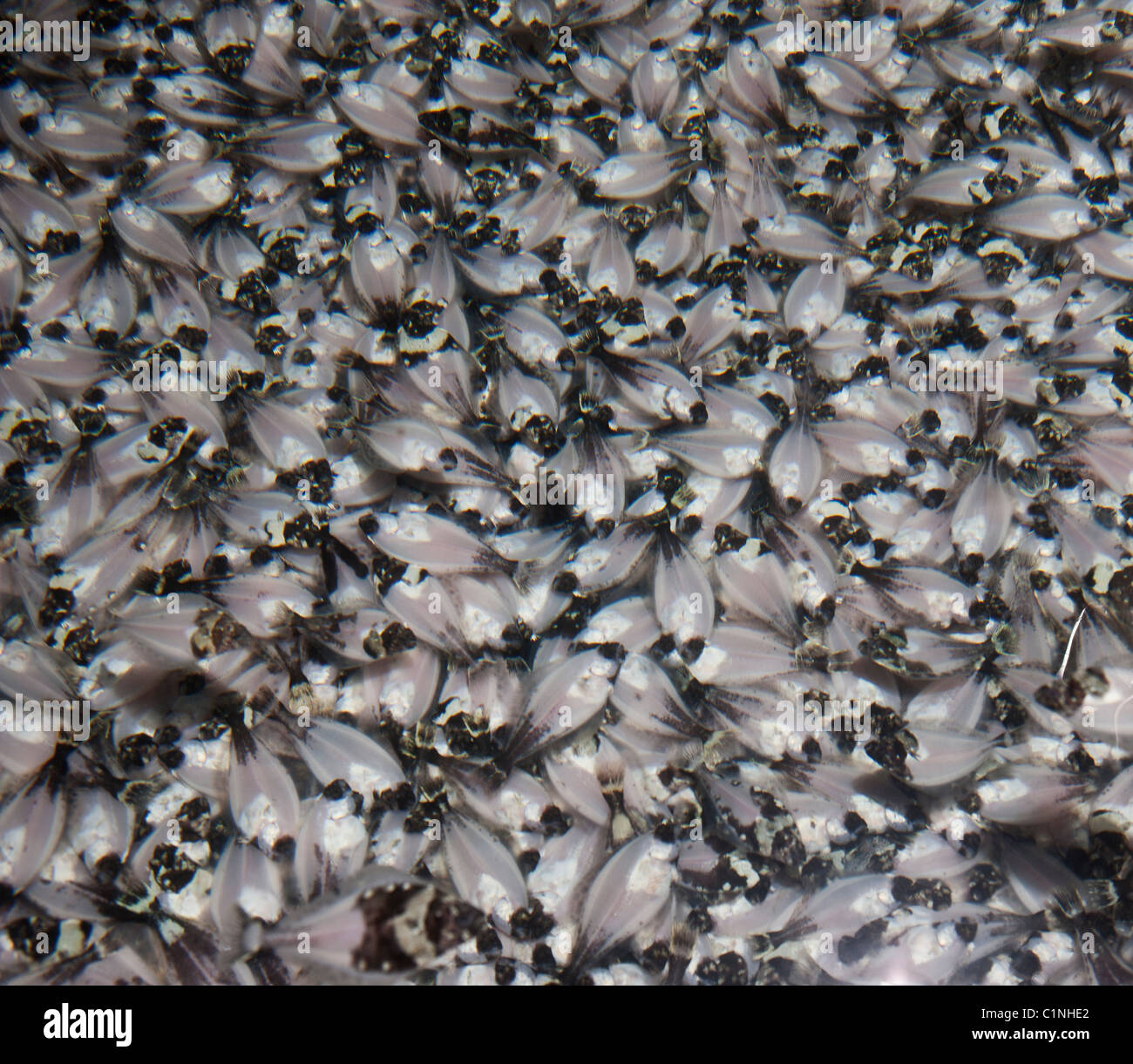 Fish farming hi-res stock photography and images - Alamy