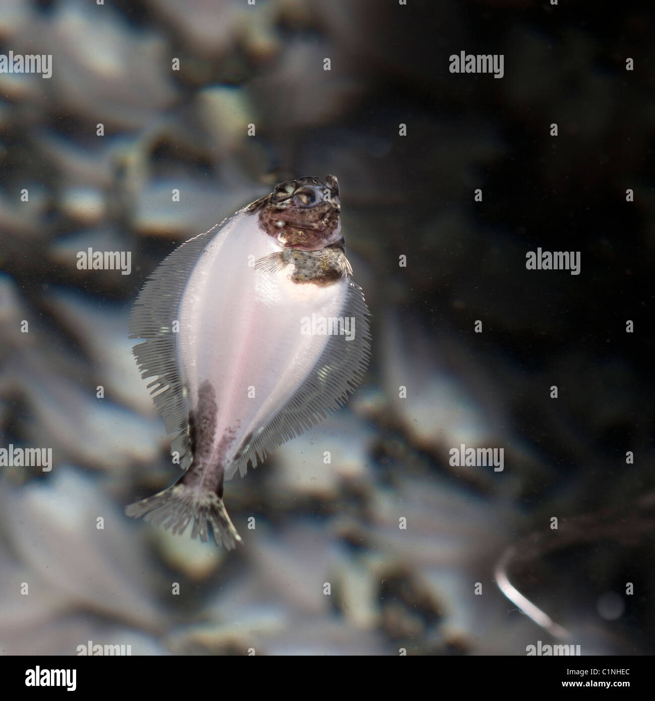 Halibut hi-res stock photography and images - Alamy