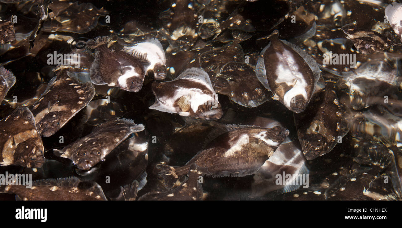 Halibut fish farming, Iceland Stock Photo - Alamy