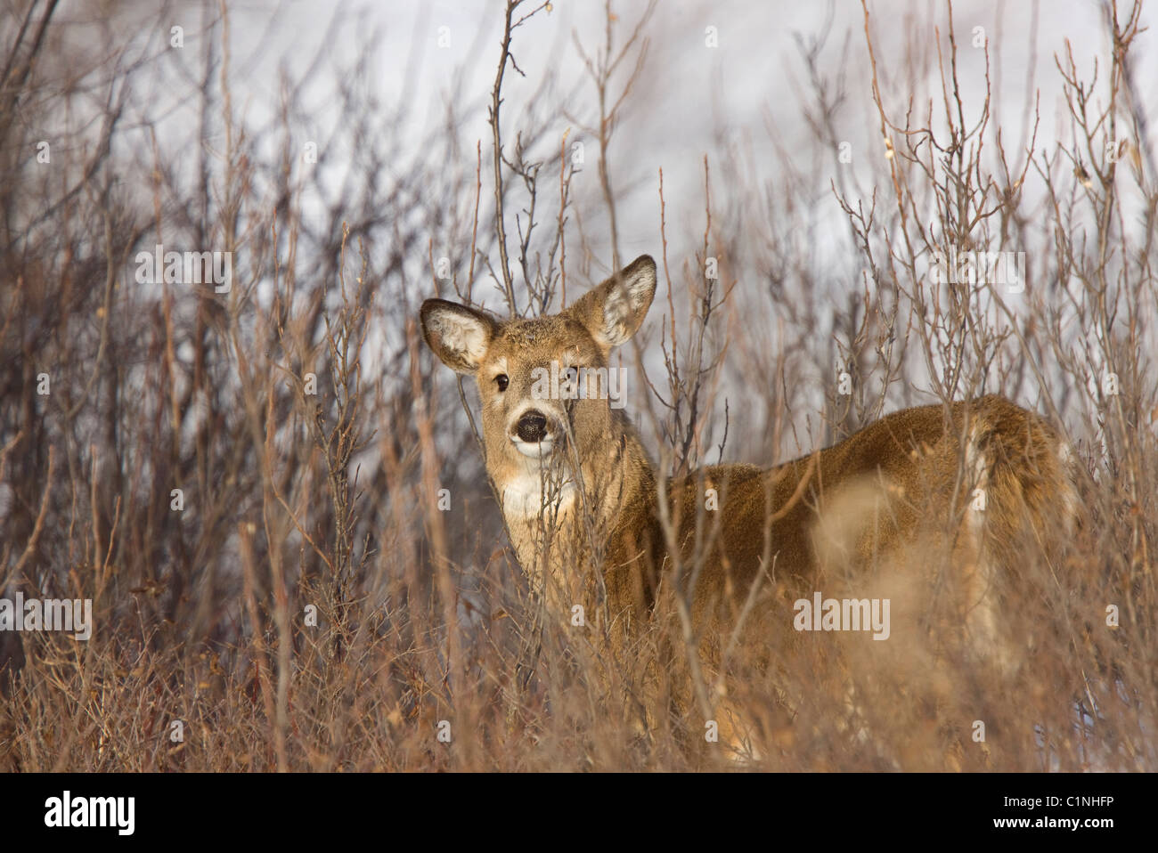 Freezing alert hi-res stock photography and images - Alamy