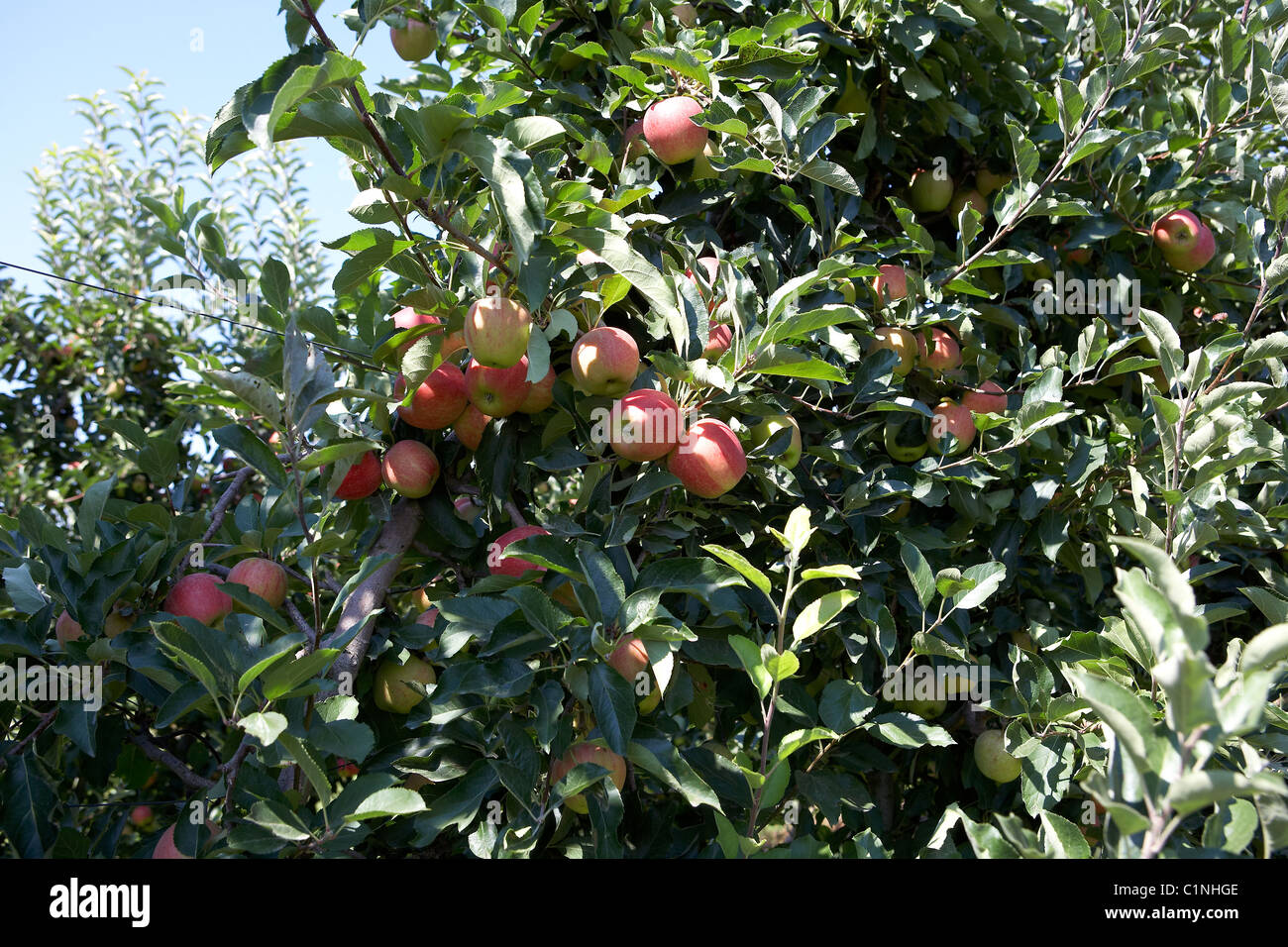 Apple gala tree hi-res stock photography and images - Alamy