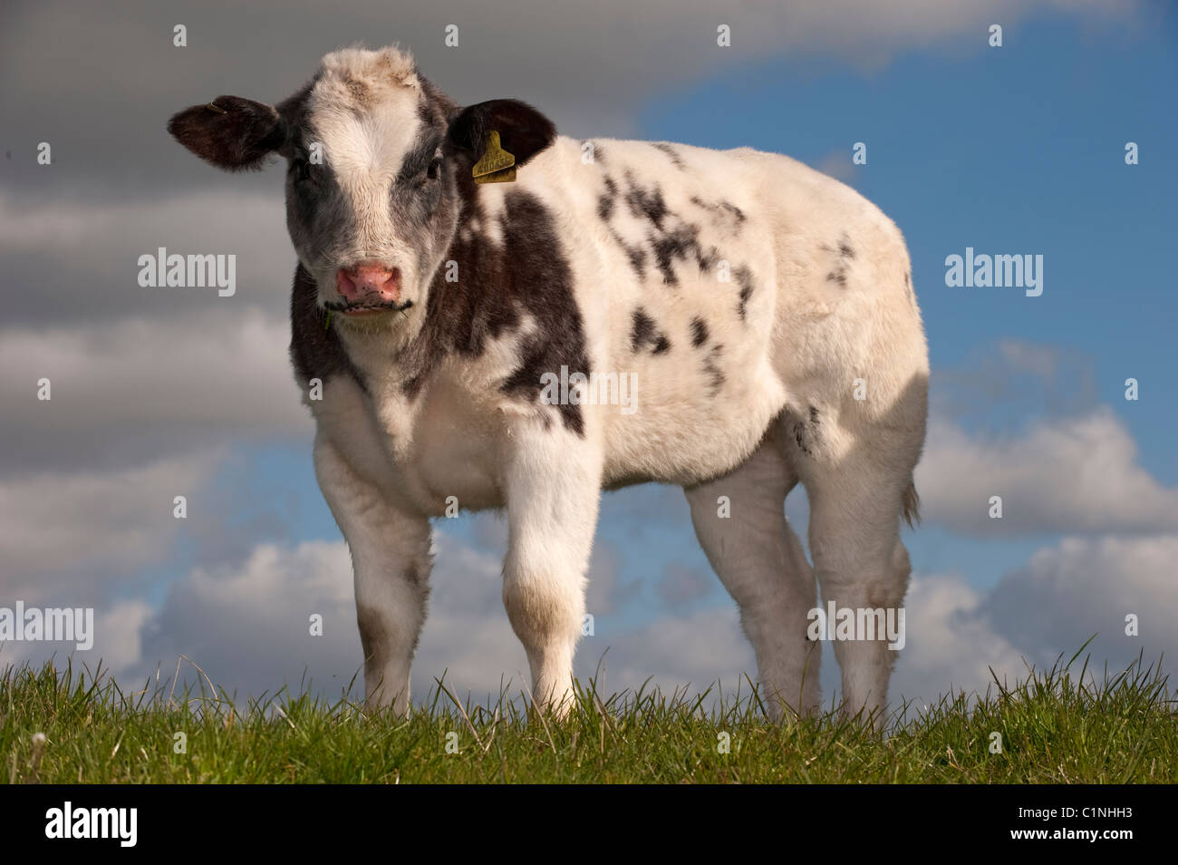 Pedigree british blue beef cow hi-res stock photography and images - Alamy