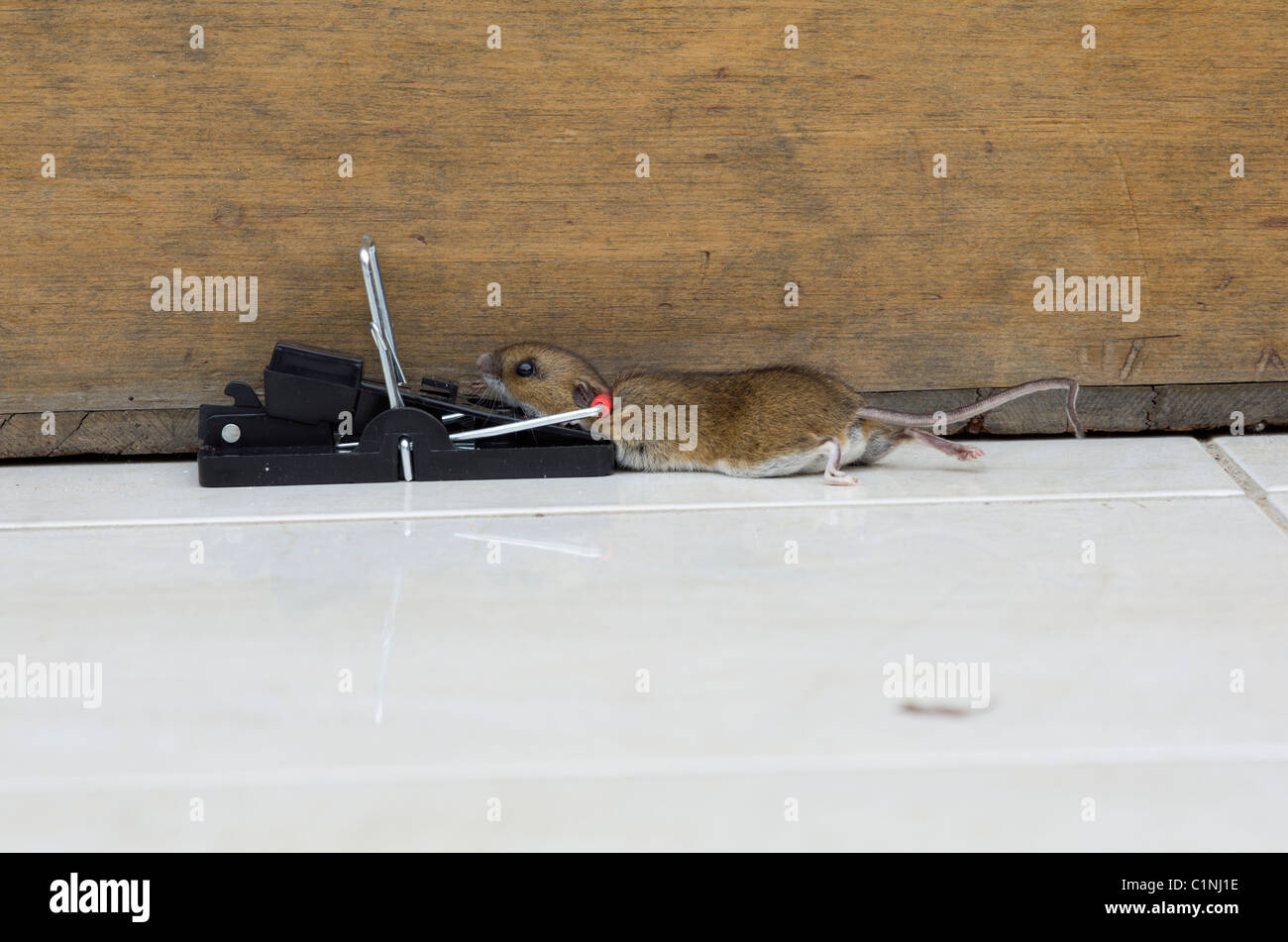 Mouse trap killed dead hi-res stock photography and images - Alamy