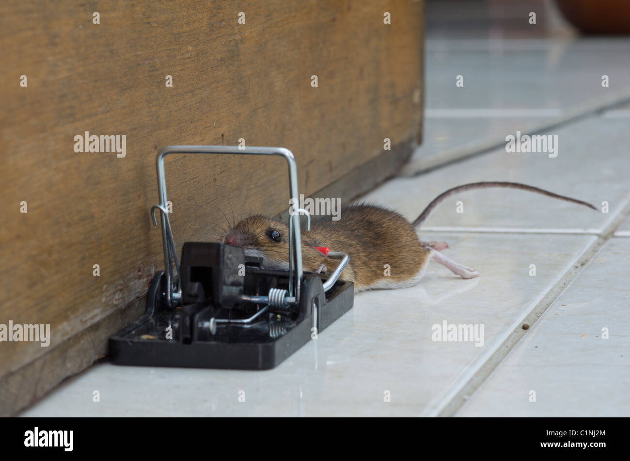 a mouse killed in a domestic mouseterap Stock Photo - Alamy