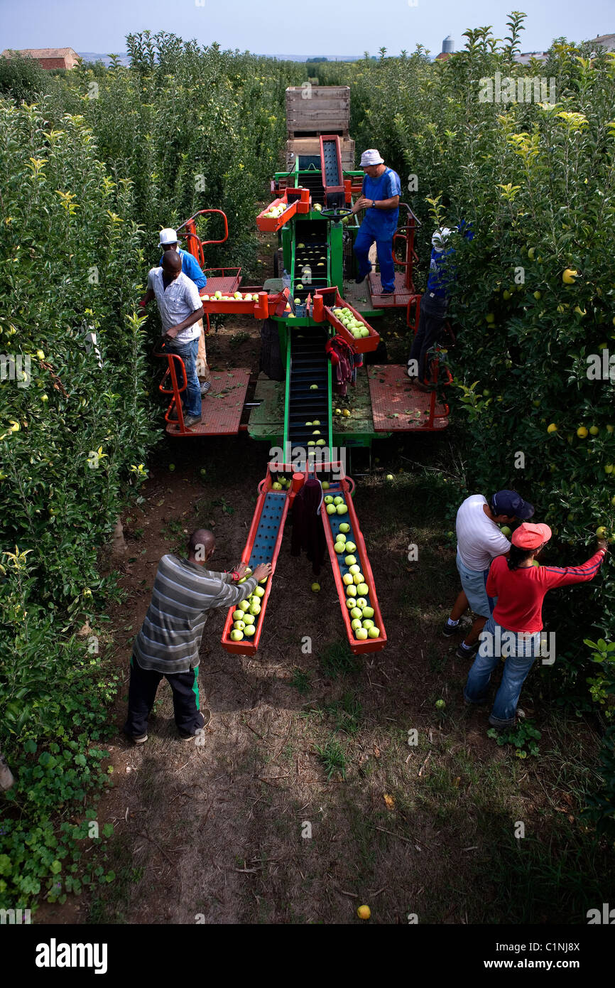 Apple harvesting machine hi-res stock photography and images - Alamy