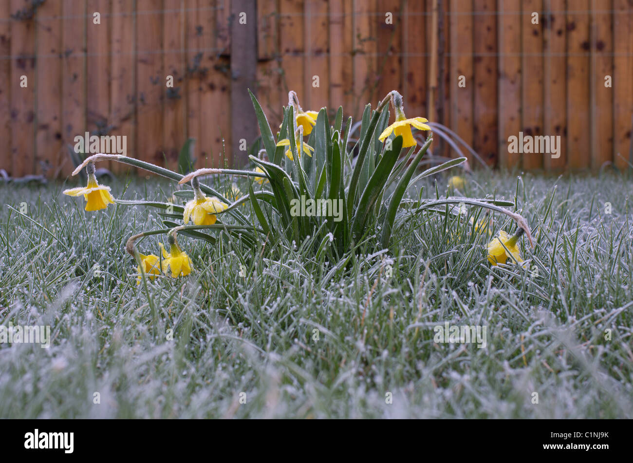 Daffoldils wilt in spring frost Stock Photo - Alamy