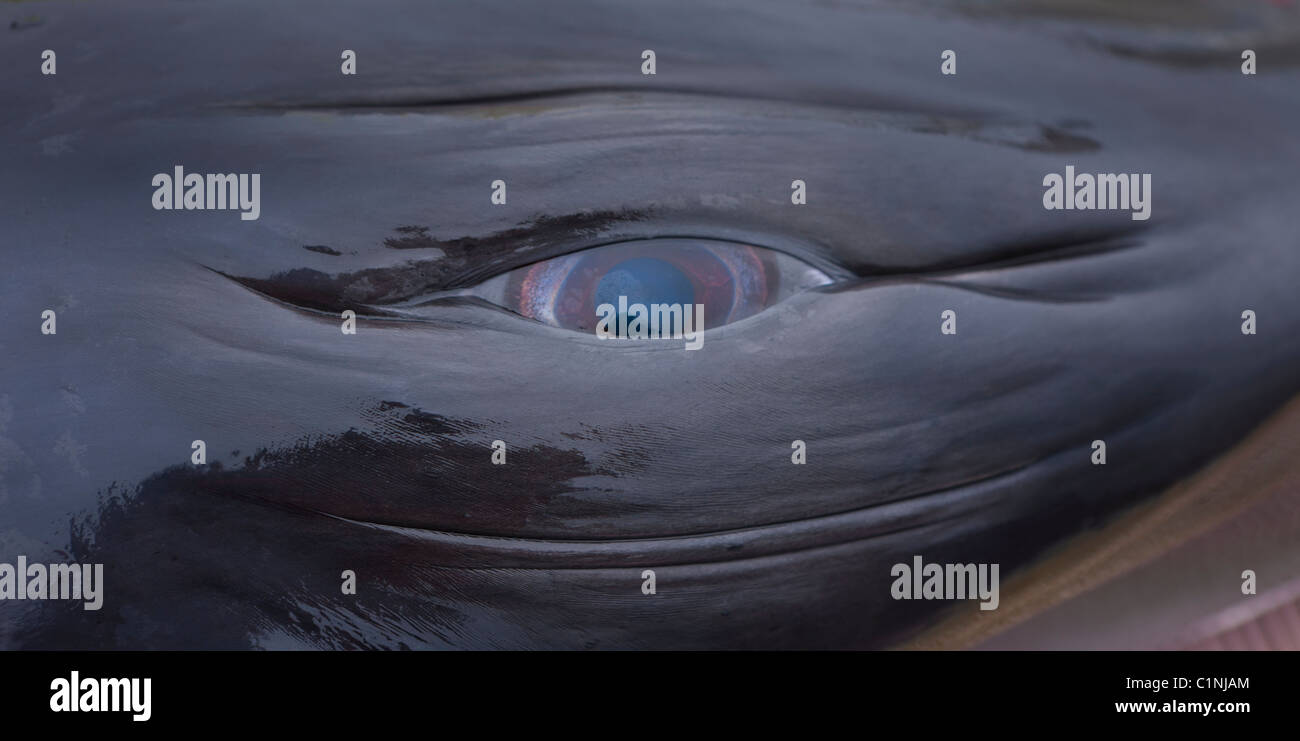 Eye oc dead whale, Minke Whale Hunt, North Atlantic, Iceland Stock ...