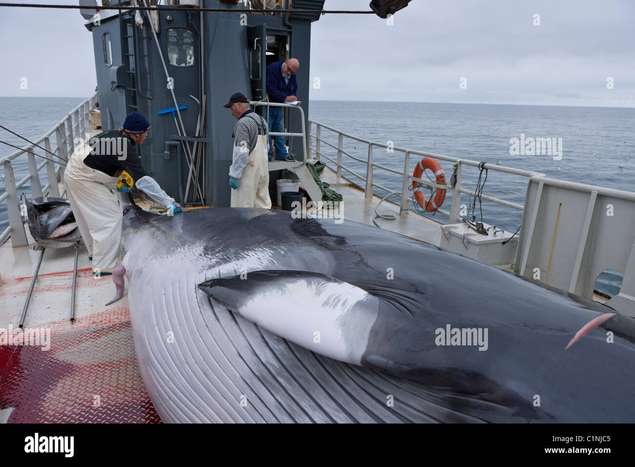 Minke Whale Hunt, North Atlantic, Iceland Hrafnreydur KO-1 boat Stock ...