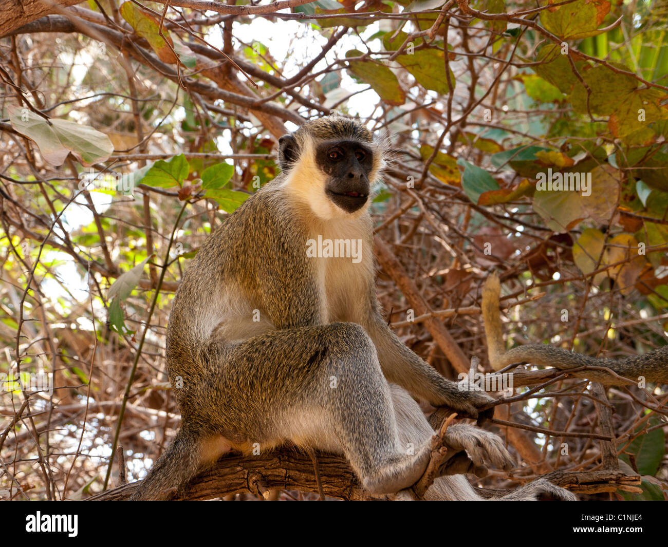 Velvet Monkey Stock Photos & Velvet Monkey Stock Images - Alamy
