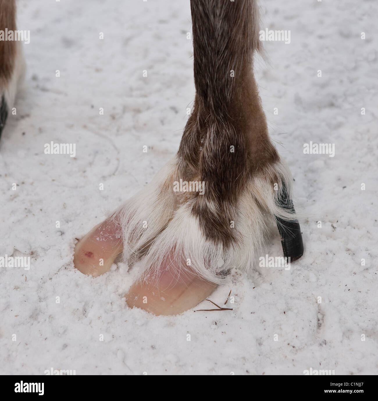Reindeer Foot, Lapland Sweden Stock Photo - Alamy