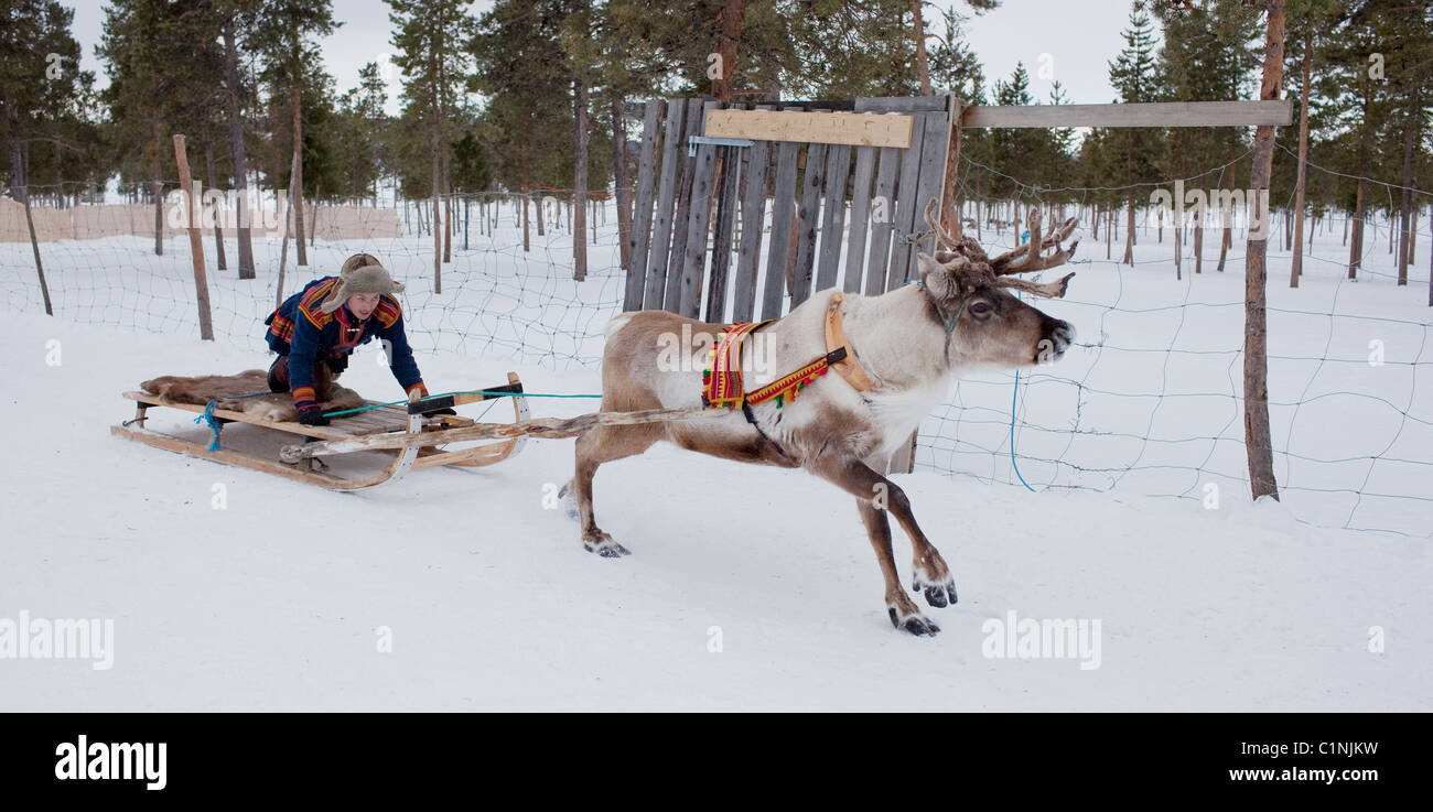 Sami Reindeer Sledding, Lapland, Sweden Stock Photo - Alamy