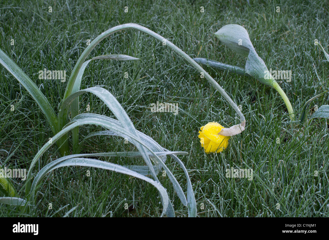 Daffoldils wilt in spring frost Stock Photo - Alamy