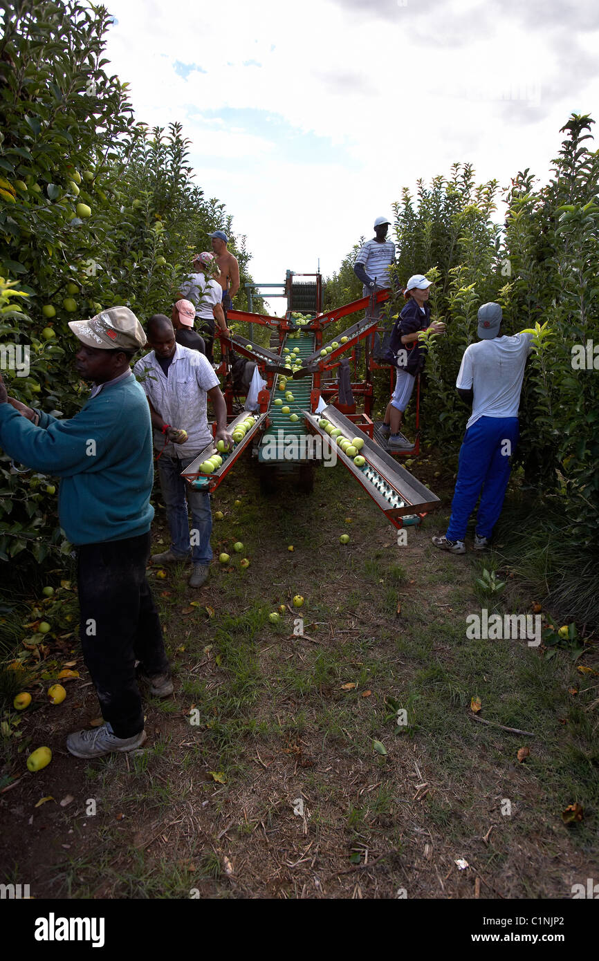 Apple harvesting machine hi-res stock photography and images - Alamy