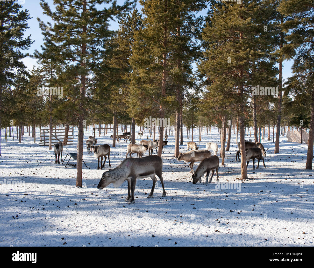 Reindeer feeding, Lapland, Sweden Stock Photo - Alamy