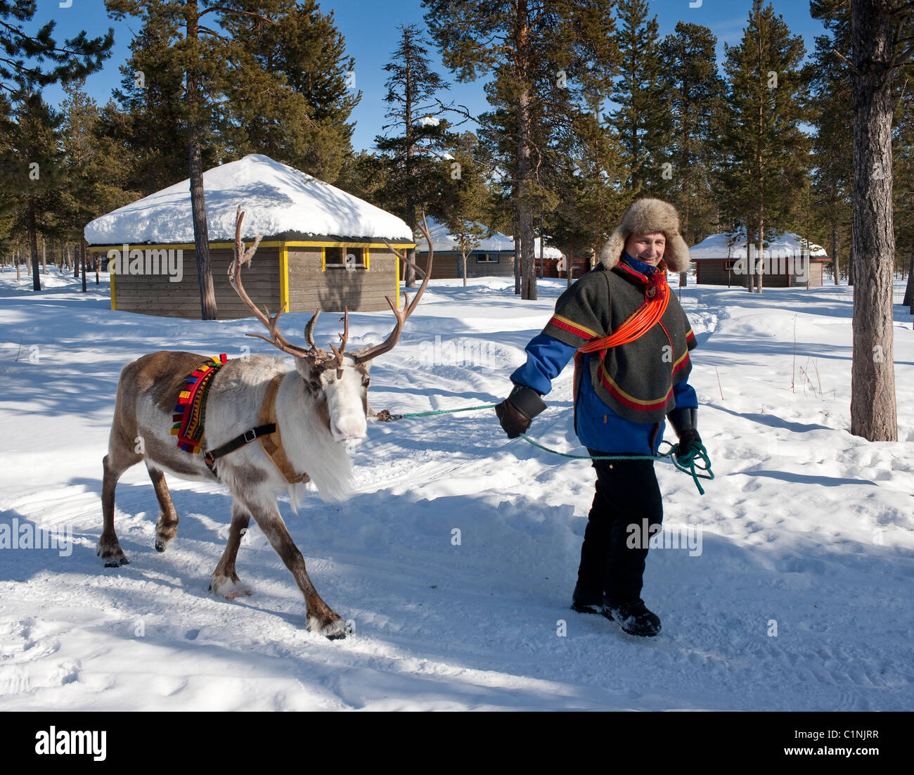 Saami Reindeer