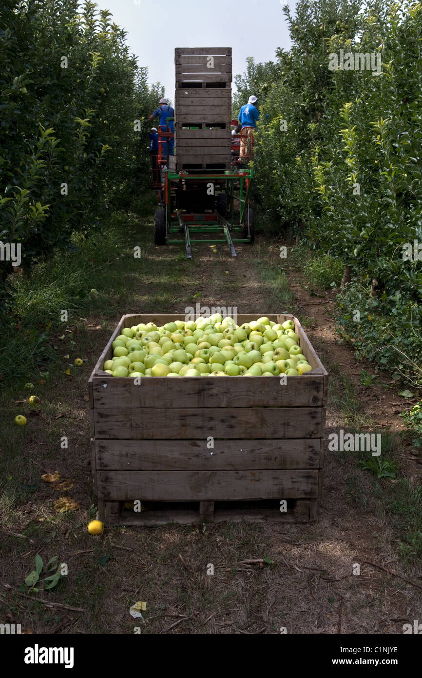 Collecting fruit hi-res stock photography and images - Alamy