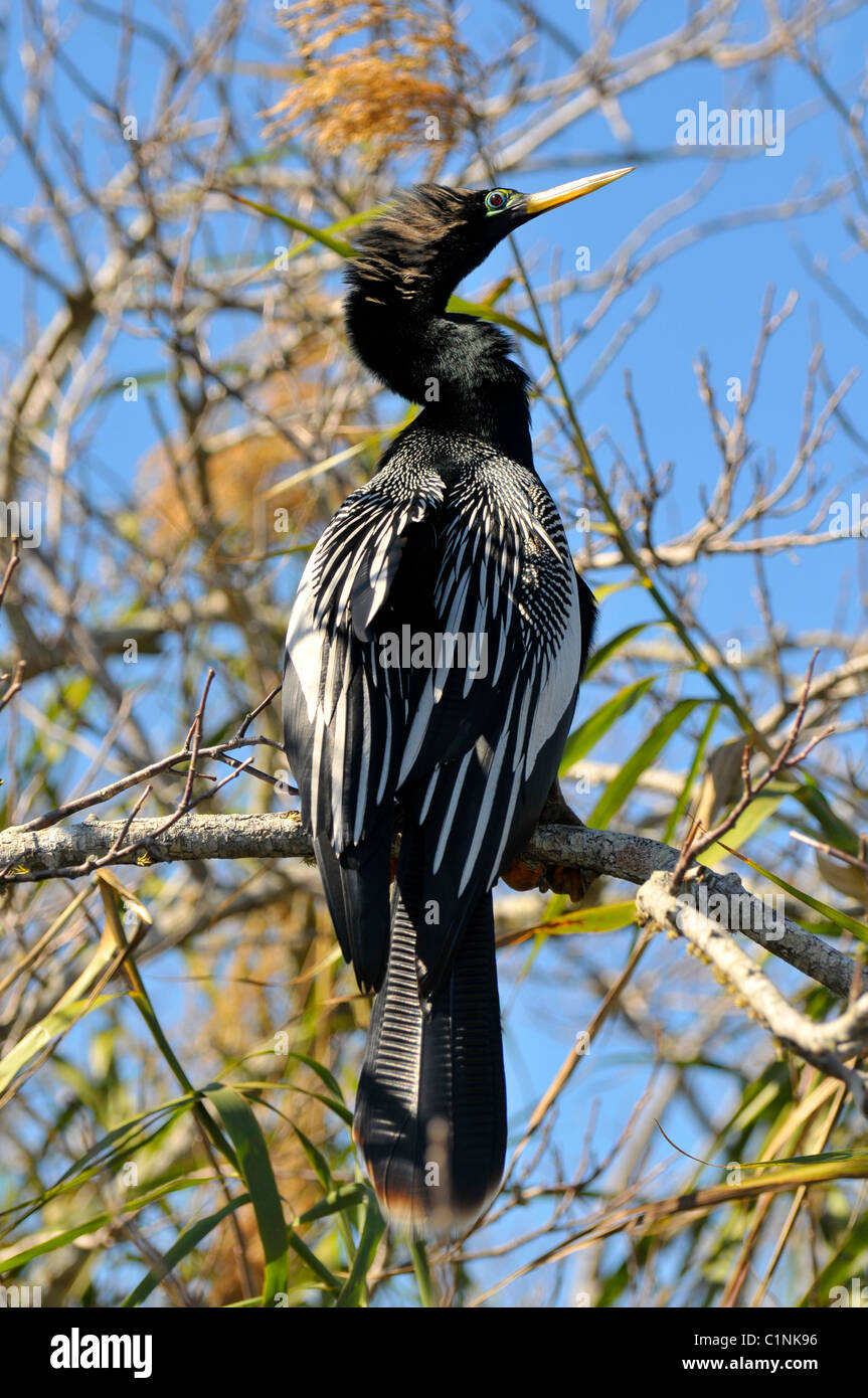 Anhinga in Tree Trail Everglades National Park FL US Wildlife Eco ...