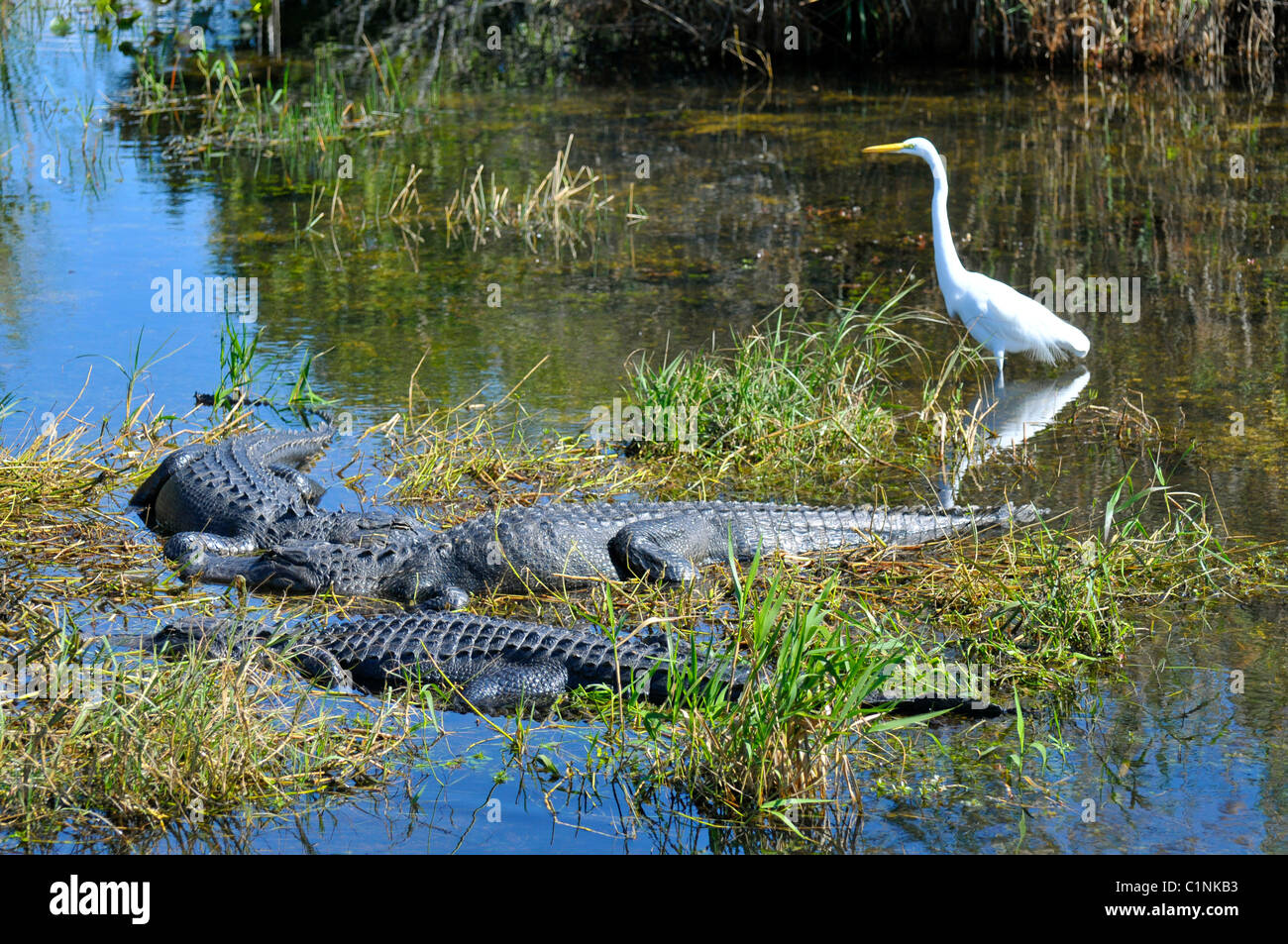 Alligators and Great White Egret Anhinga Trail Everglades National Park ...